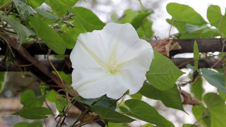 How to Plant, Grow, and Care for Moon Flower