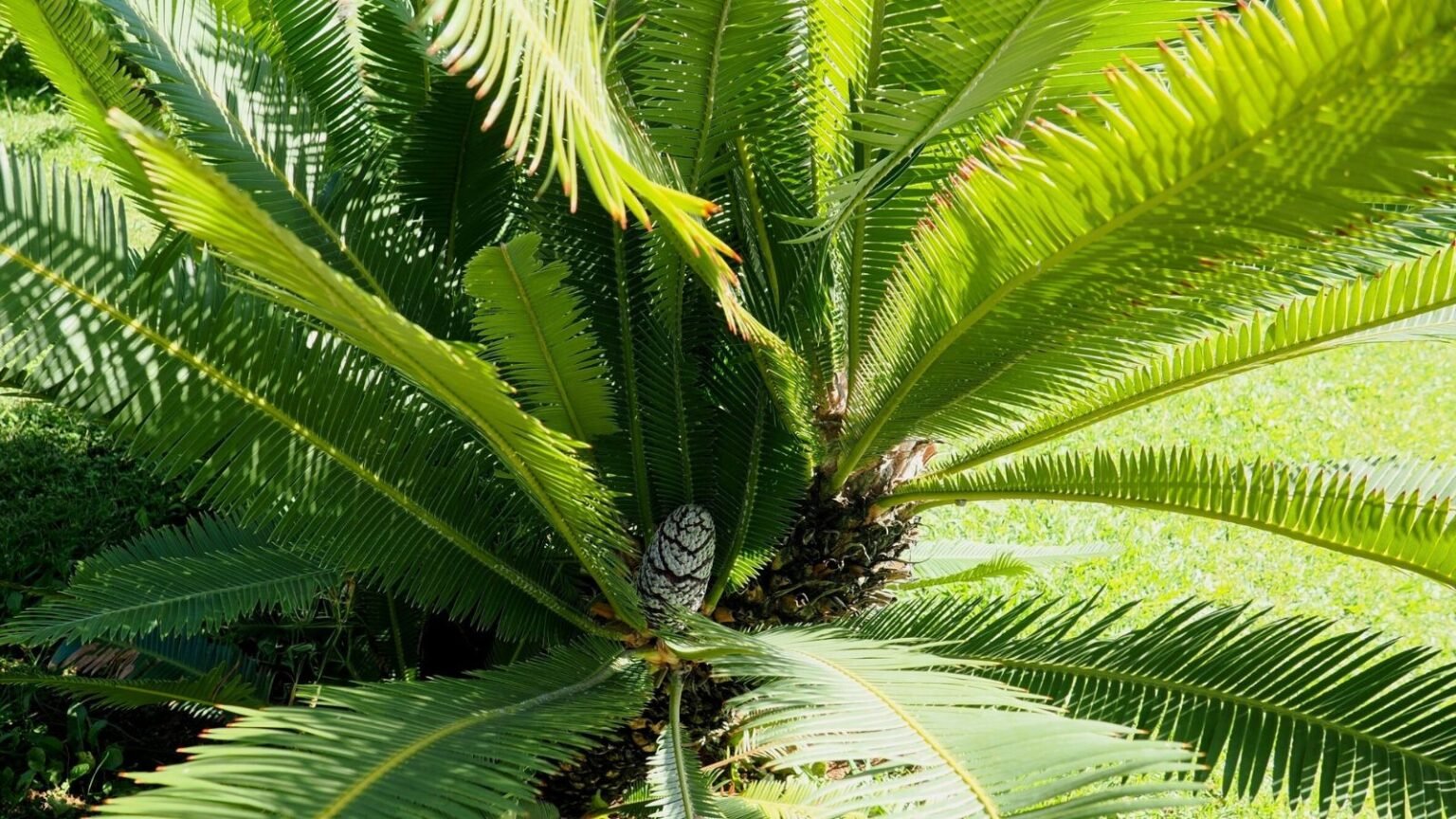 How to Plant, Grow, and Care for Dioon Edule