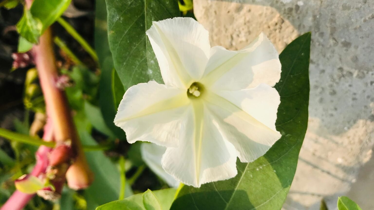How to Plant, Grow, and Care for Moon Flower