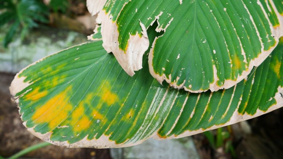 11 Common Problems With Calathea Plants