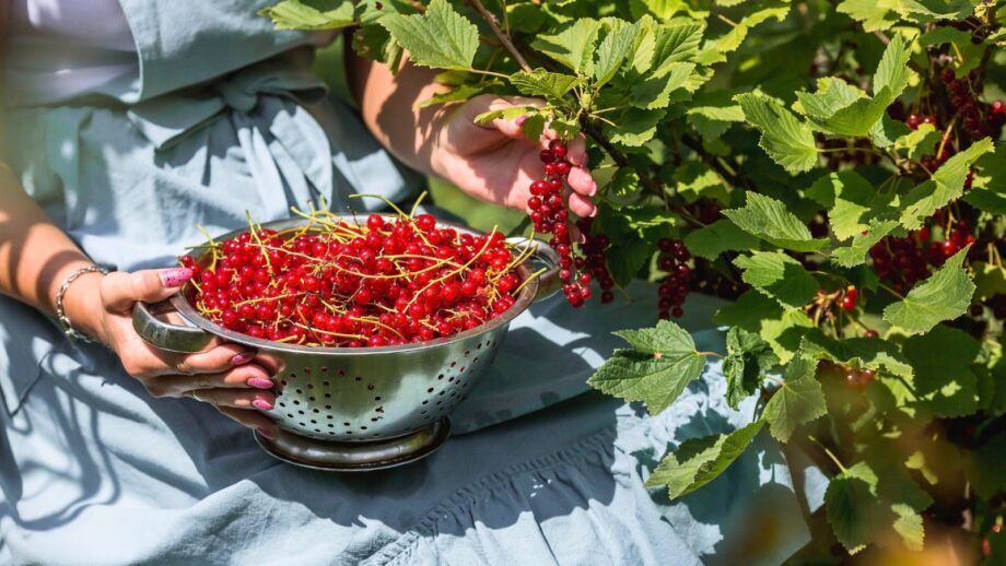 How to Plant, Grow, and Care for Currants