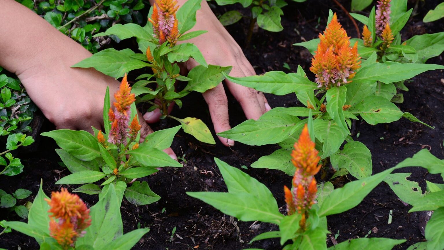 How to Plant, Grow, and Care for Cockscomb Flowers (Celosia)