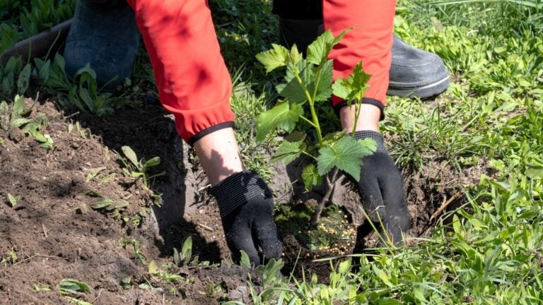 How to Plant, Grow, and Care for Currants