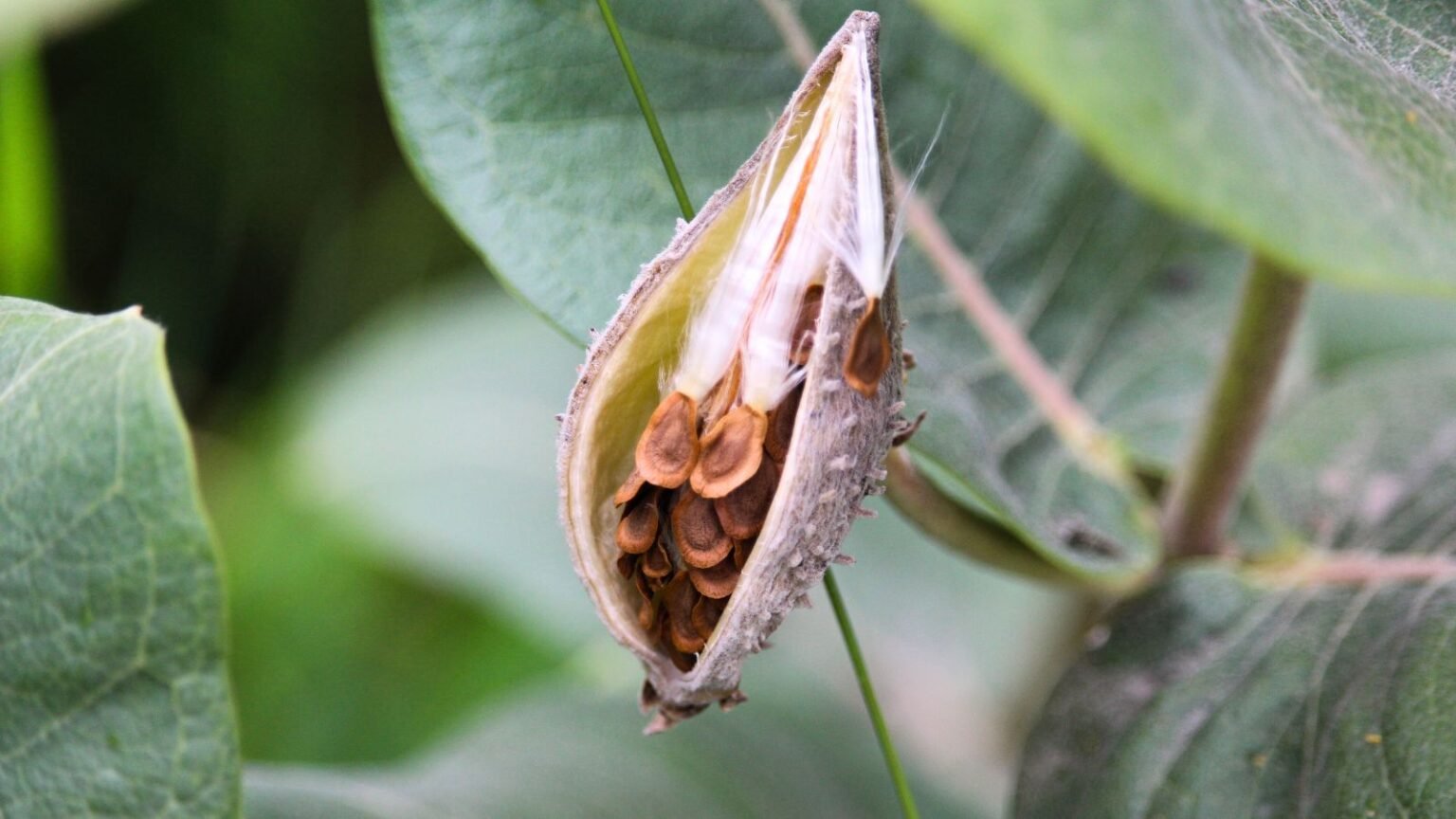 How to Plant, Grow, and Care for Showy Milkweed