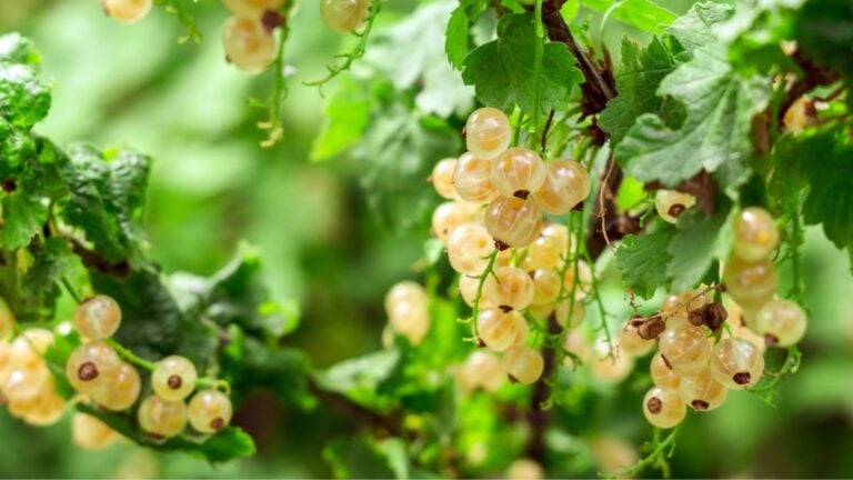 How to Plant, Grow, and Care for Currants