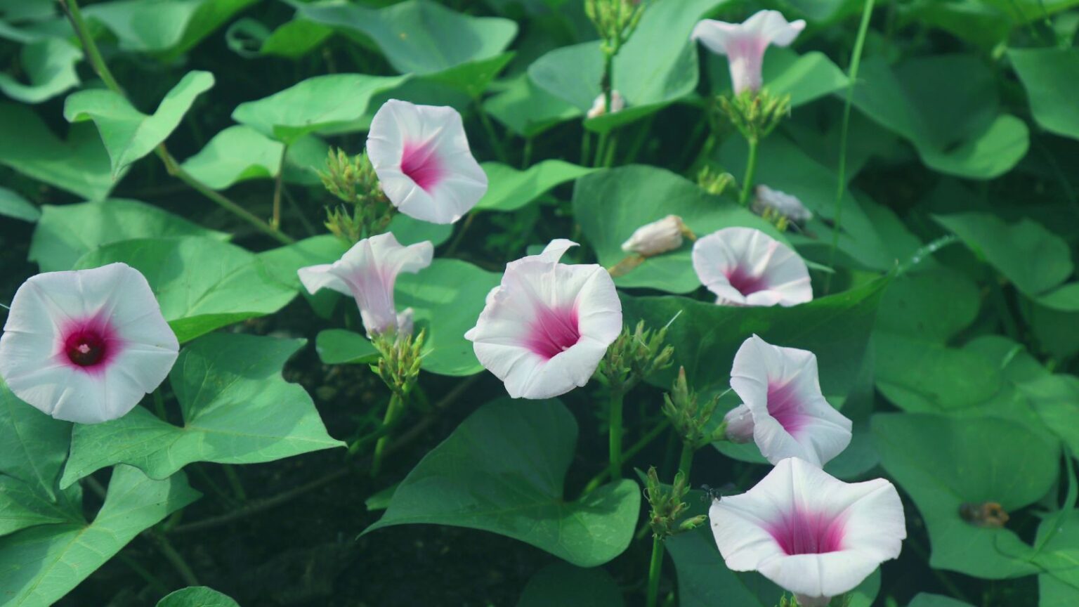 How to Plant, Grow, and Care for Moon Flower