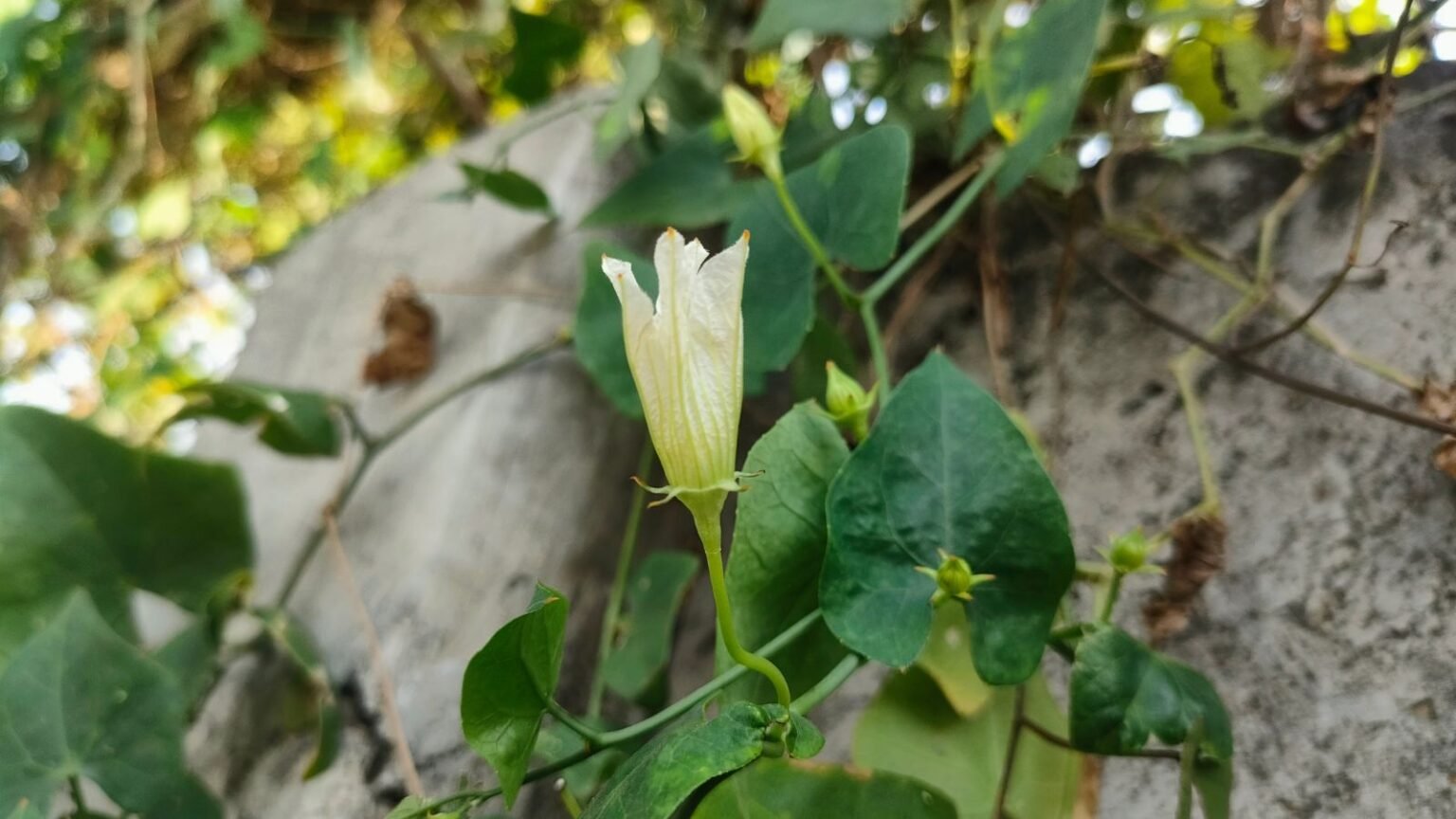 How to Plant, Grow, and Care for Moon Flower