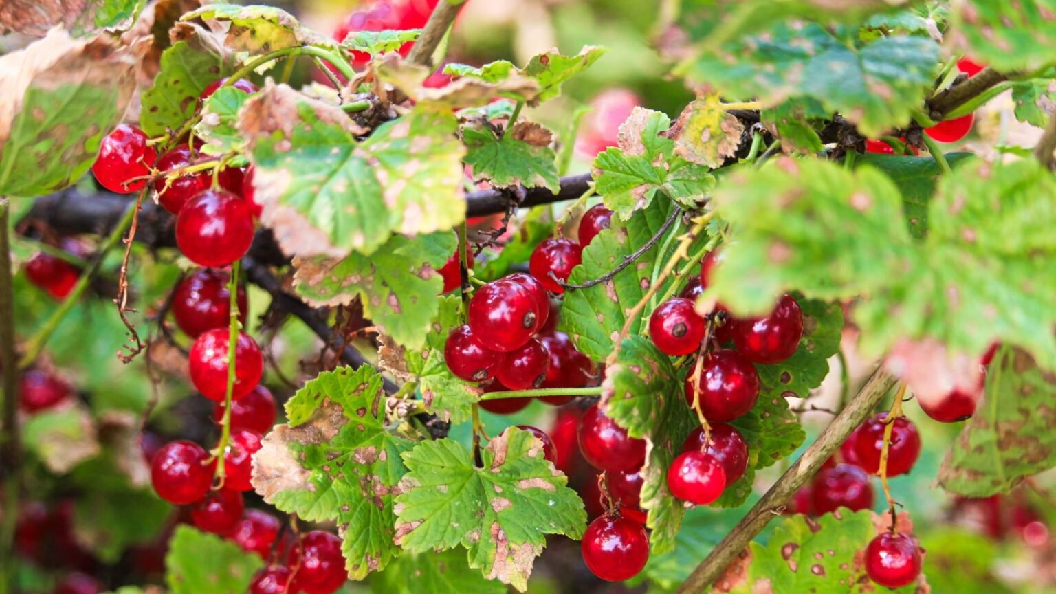 How to Plant, Grow, and Care for Currants