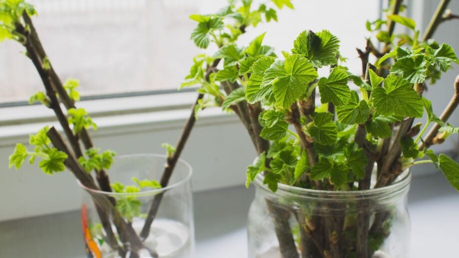 How to Plant, Grow, and Care for Currants