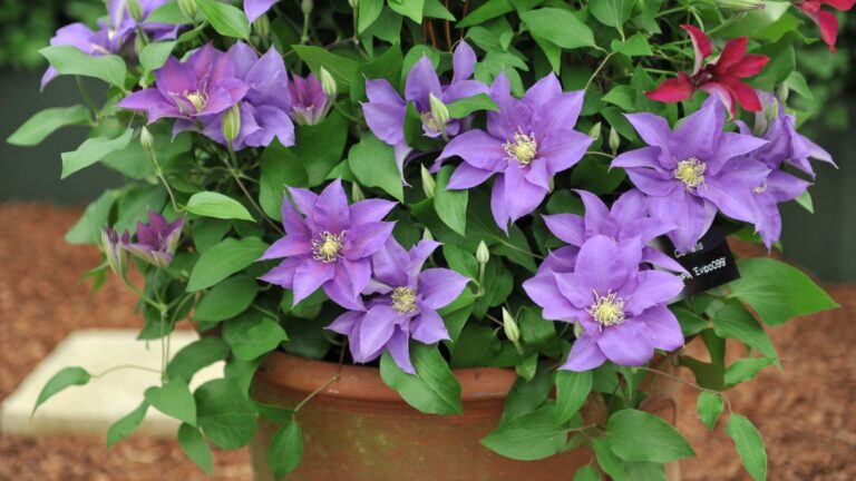 How to Overwinter Your Clematis