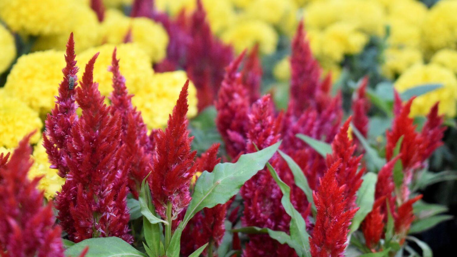 How to Plant, Grow, and Care for Cockscomb Flowers (Celosia)