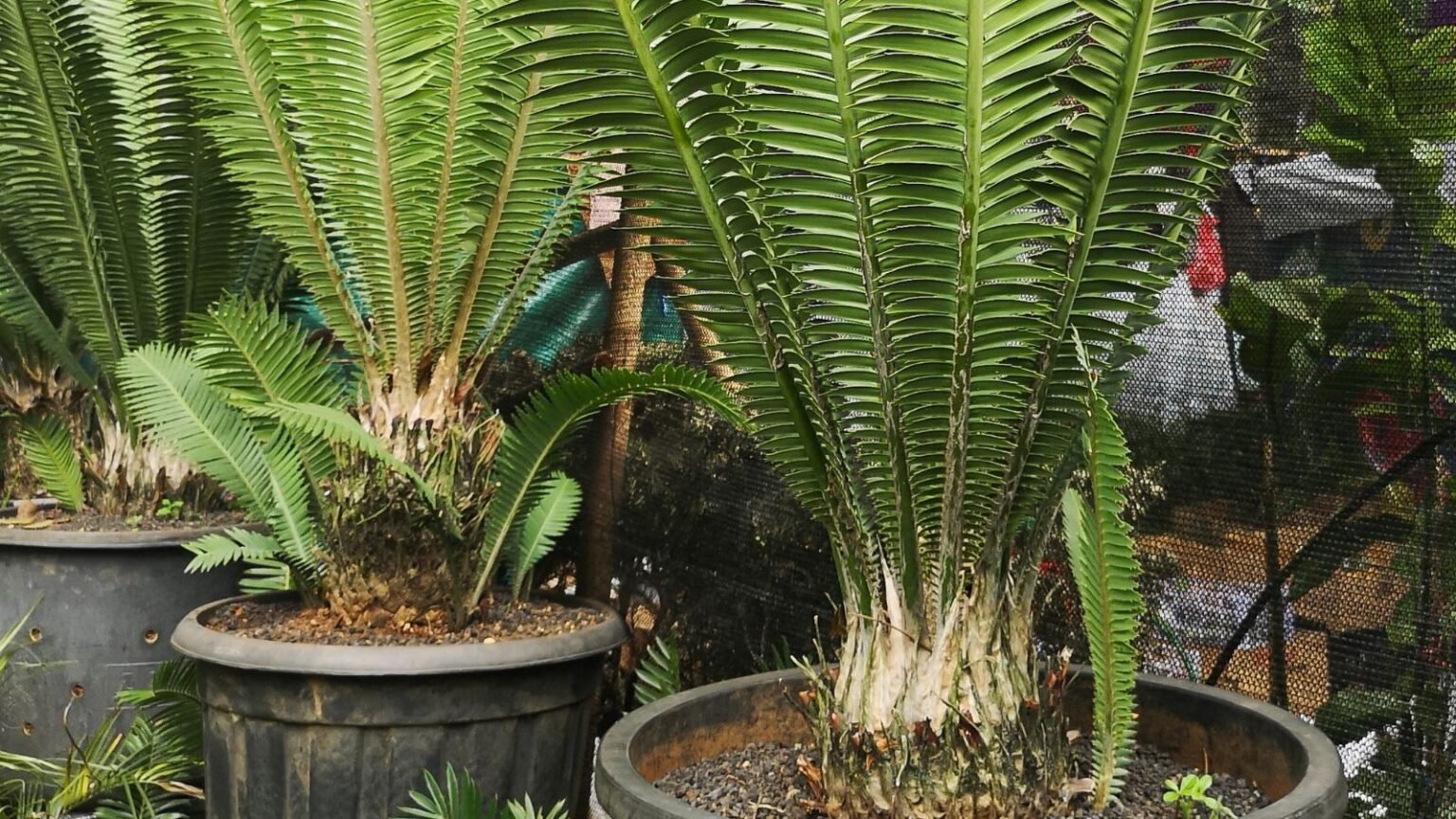 How to Plant, Grow, and Care for Dioon Edule