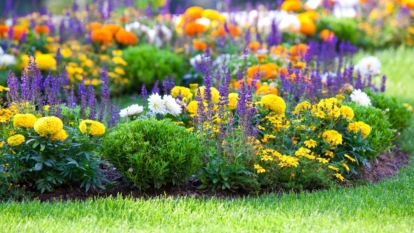 15 Perennials You Can Plant This September