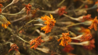 14 Common Marigold Problems and How to Fix Them