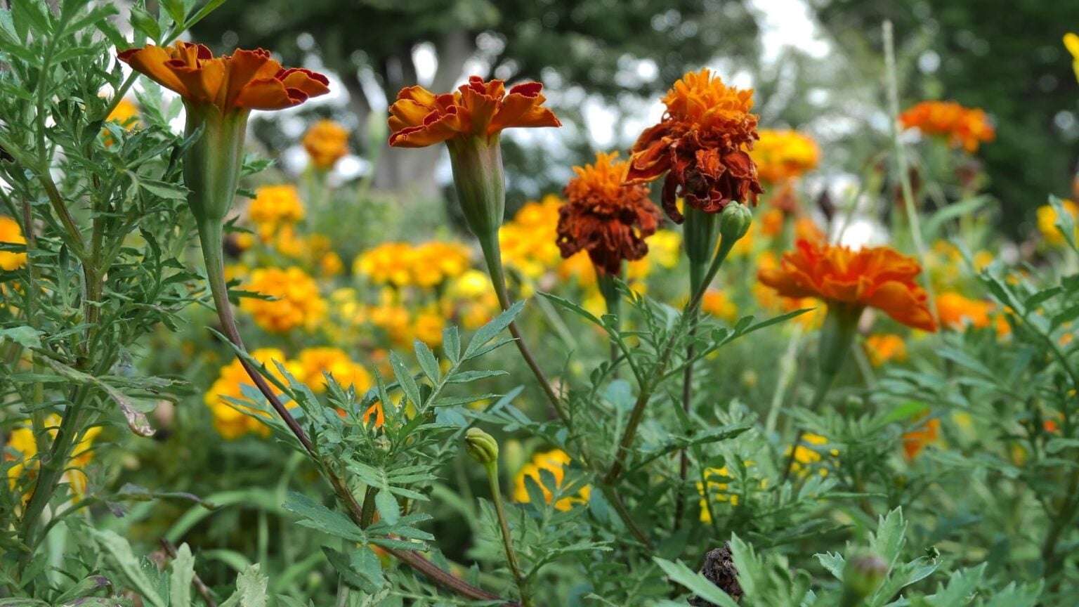 14 Common Marigold Problems and How to Fix Them