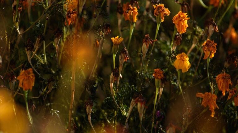14 Common Marigold Problems and How to Fix Them