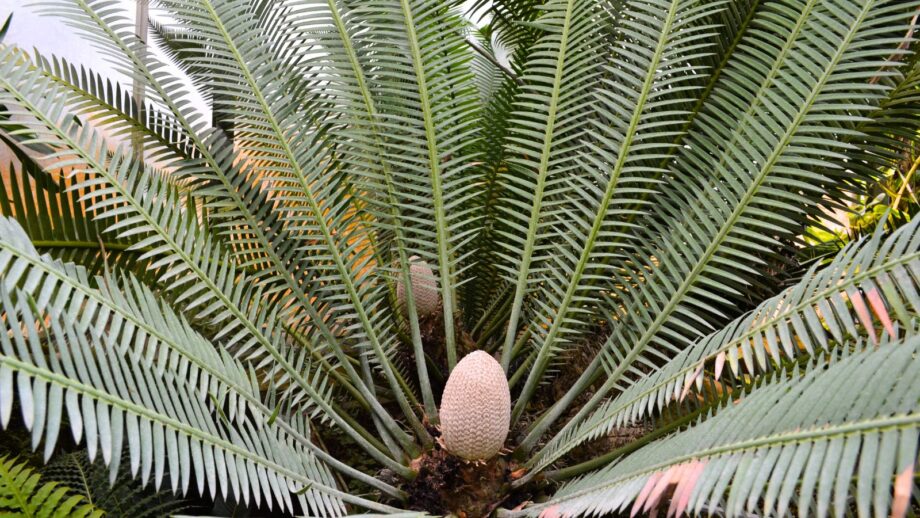 How to Plant, Grow, and Care for Dioon Edule