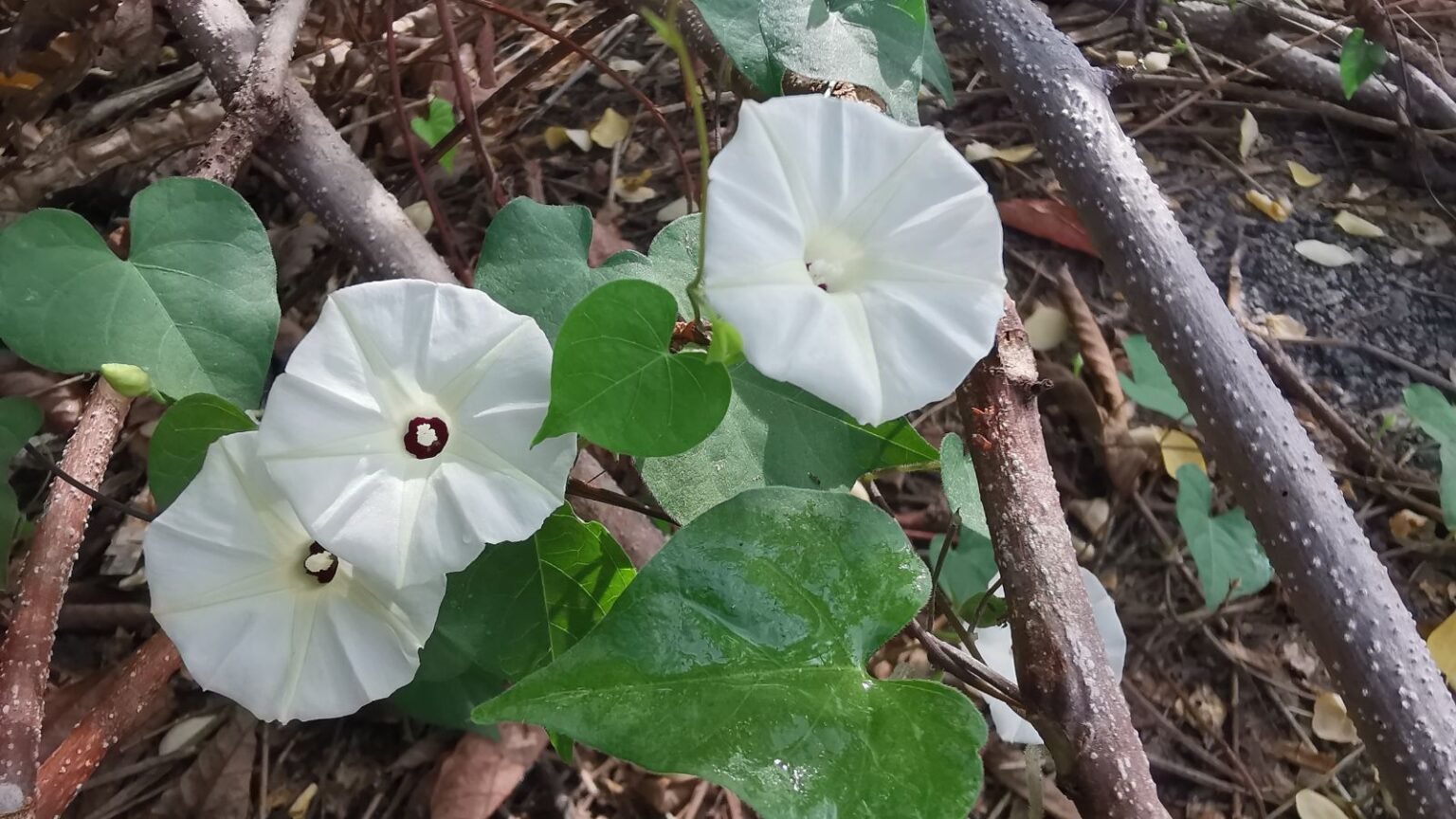 How to Plant, Grow, and Care for Moon Flower