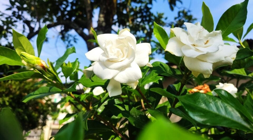 27 Flowering Shrubs That Make Beautiful Privacy Hedges