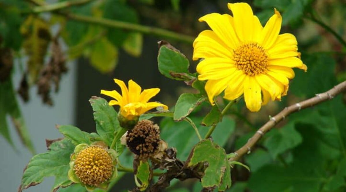 Mexican Sunflower: Must-Grow Tithonia Plants