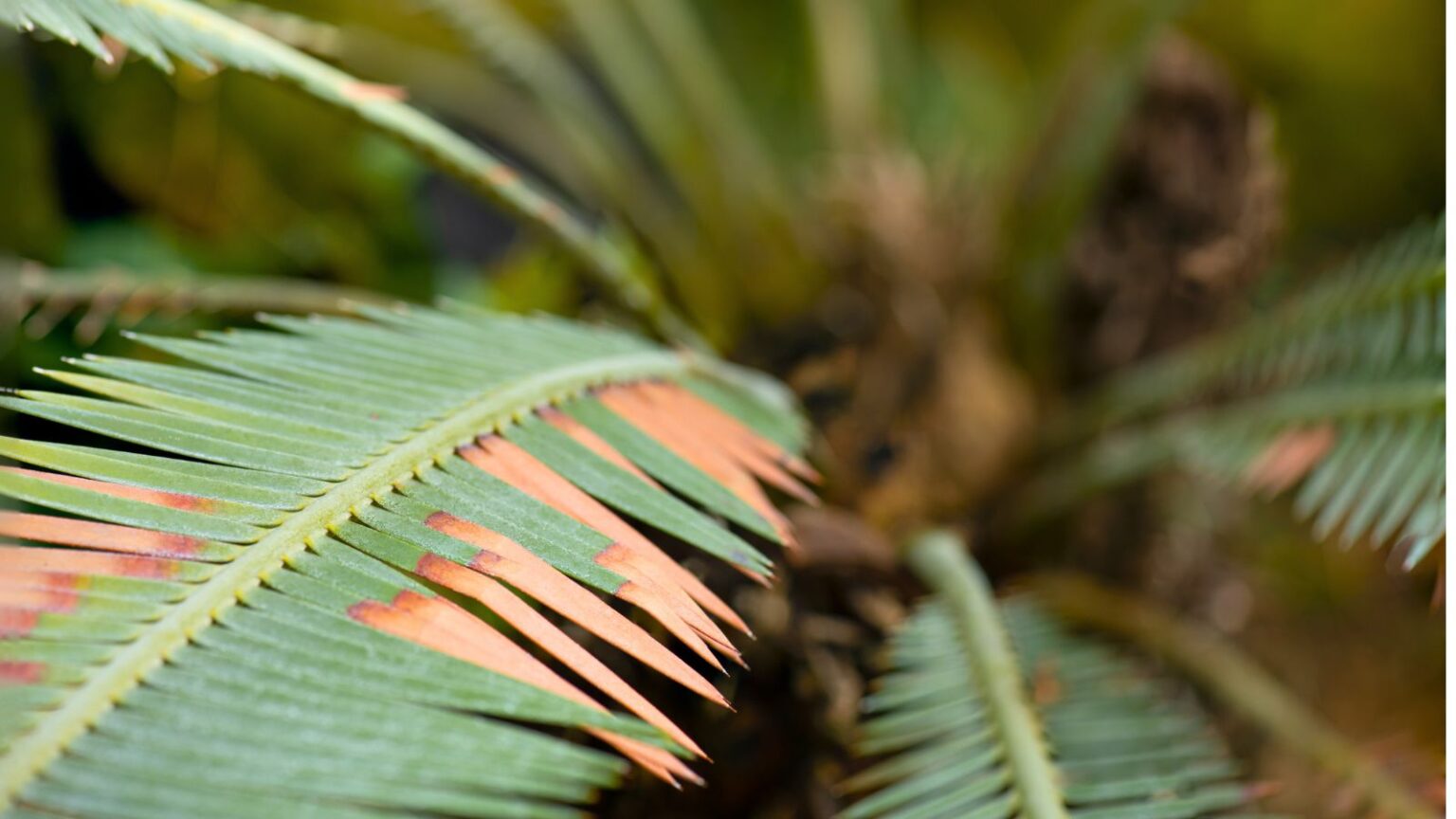 How to Plant, Grow, and Care for Dioon Edule