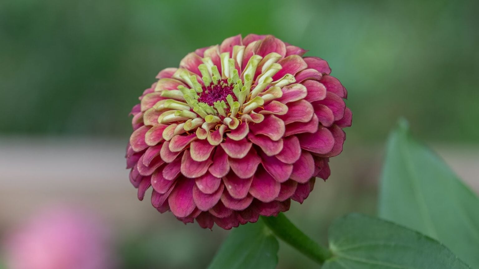 Zinnia Varieties: 21 Different Types of Zinnias