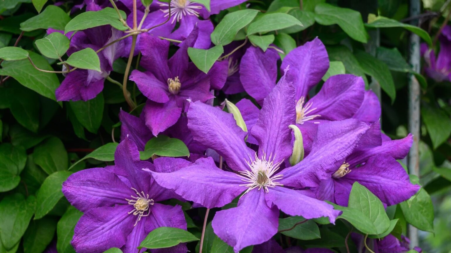 How to Overwinter Your Clematis