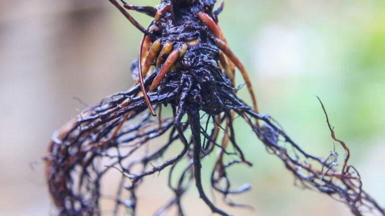 How to Plant, Grow, and Care for Blue Star Juniper