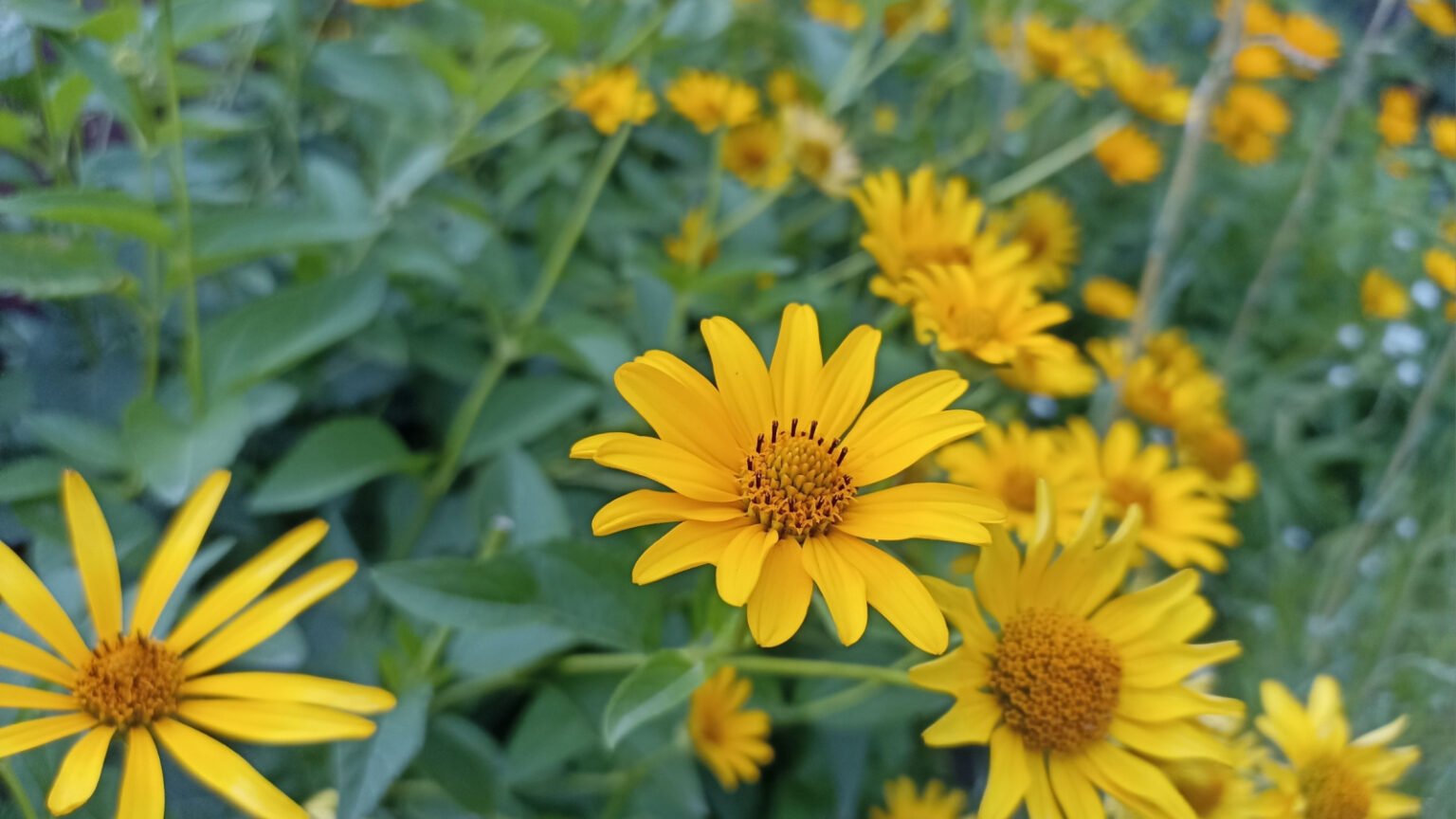 How to Plant, Grow, and Care for Mexican Sunflower
