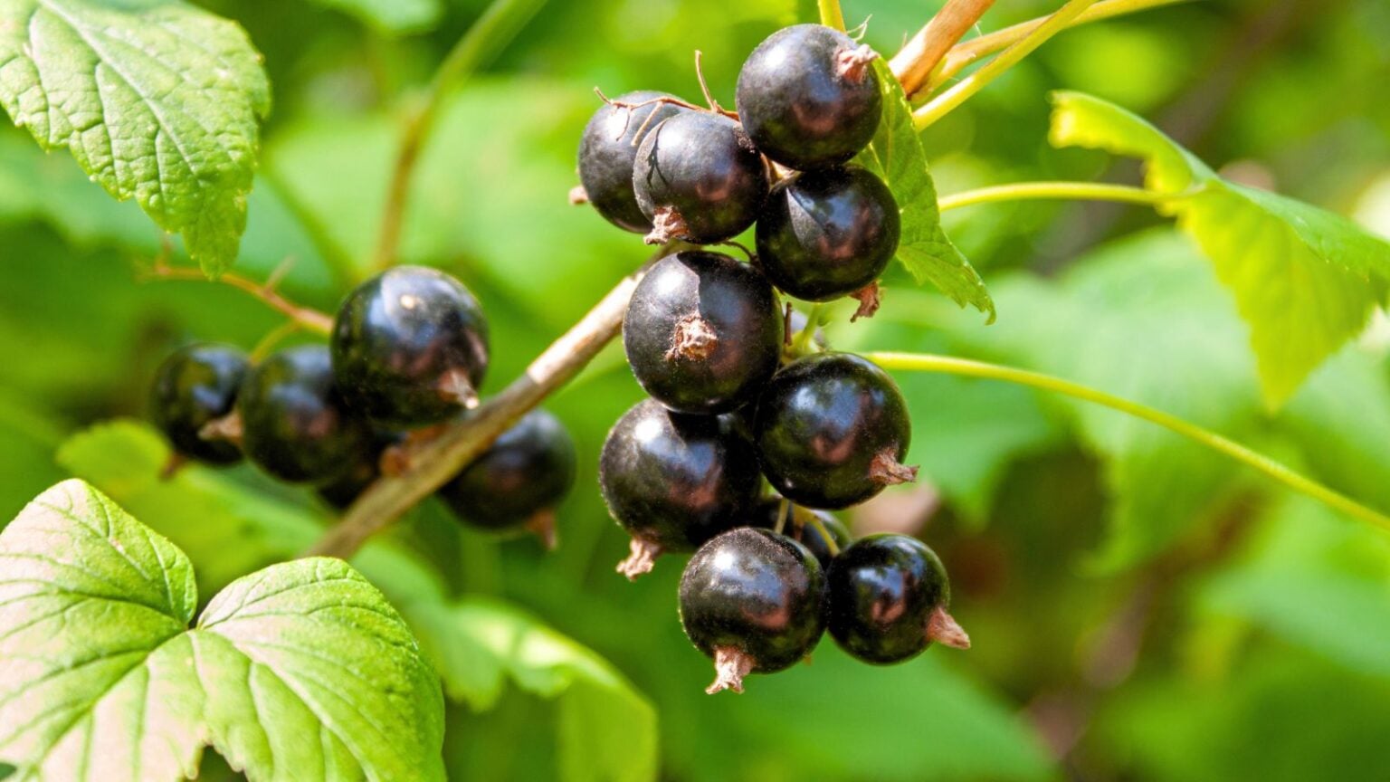 How to Plant, Grow, and Care for Currants