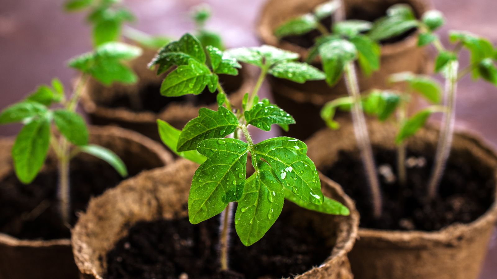 Tomato Growth Stages: How Fast Do Tomatoes Grow?