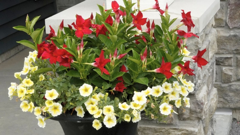 25 Beautiful Flower Combinations That Grow Well Together in Pots