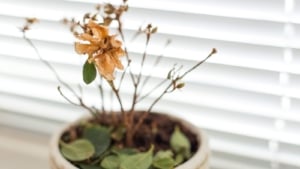 Why Your Azalea is Dying and How to Revive it