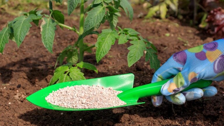 Calcium in Soil: Uses and Signs of Deficiency