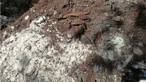 Calcium in Soil: Uses and Signs of Deficiency