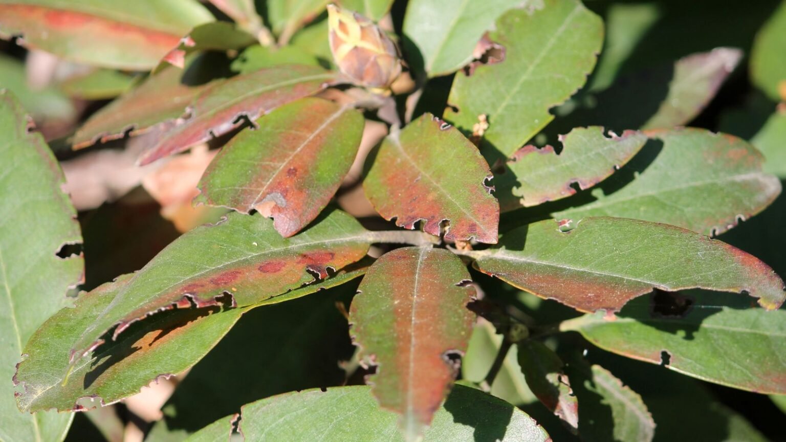 Why Your Azalea is Dying and How to Revive it