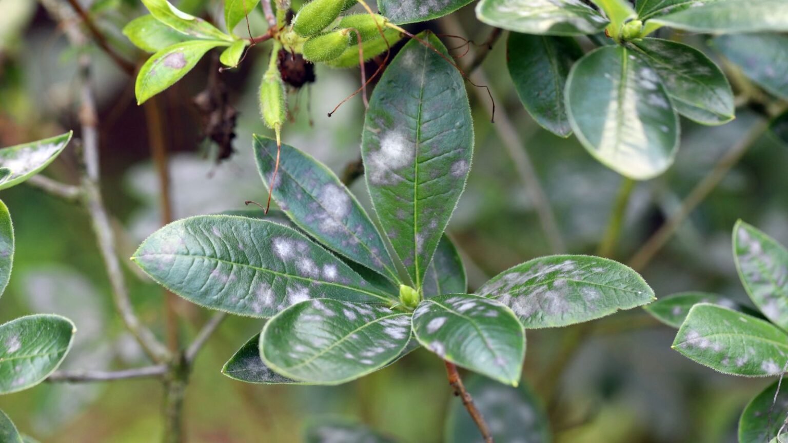 Why Your Azalea is Dying and How to Revive it