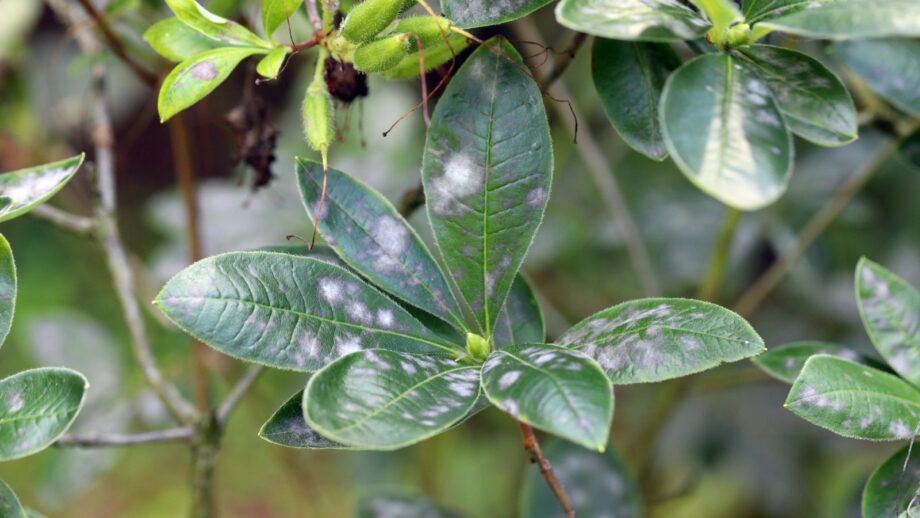 Why Your Azalea is Dying and How to Revive it