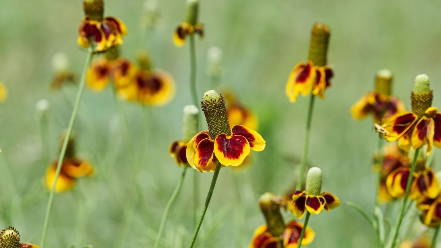How to Plant, Grow, and Care for Mexican Hat Flower