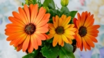 How to Plant, Grow, and Care for African Daisy