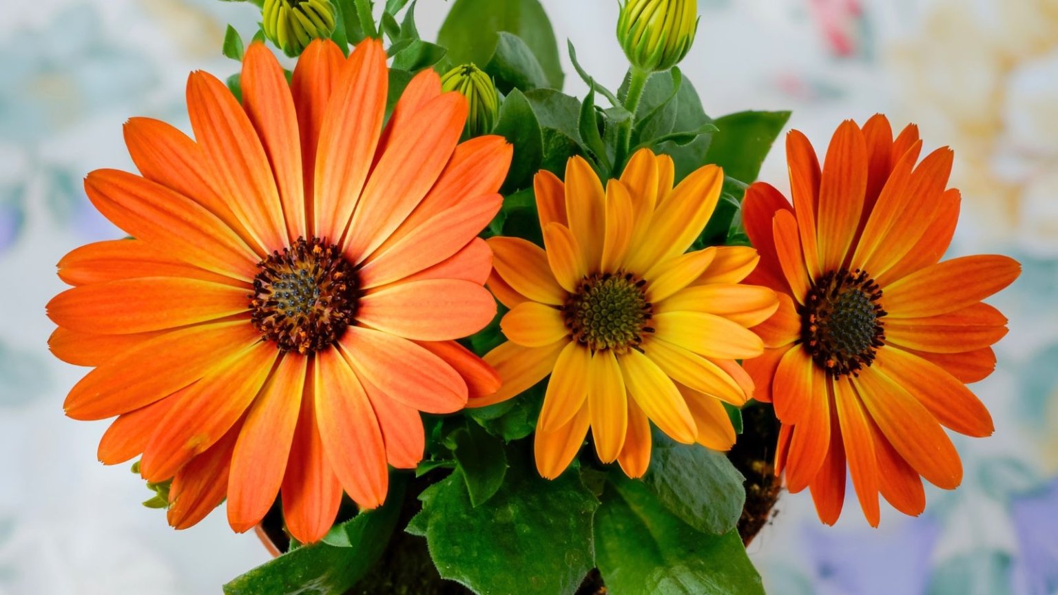 How to Plant, Grow, and Care for African Daisy