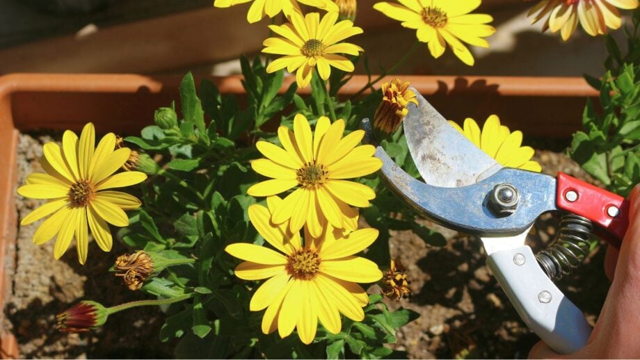 How to Plant, Grow, and Care for African Daisy