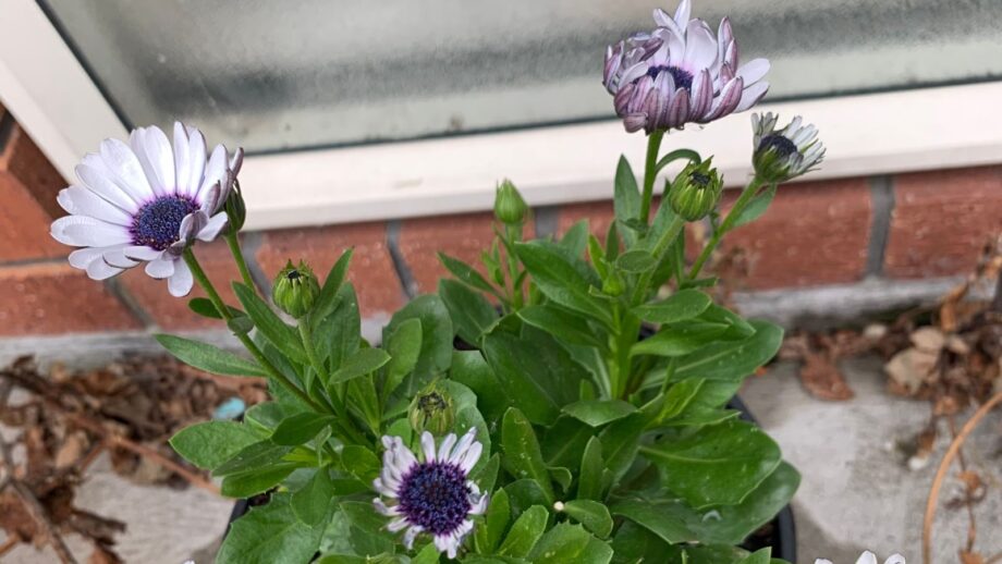 How to Plant, Grow, and Care for African Daisy