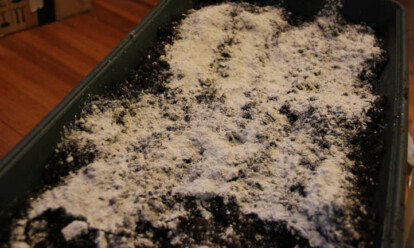 Calcium in Soil: How It Helps Plants
