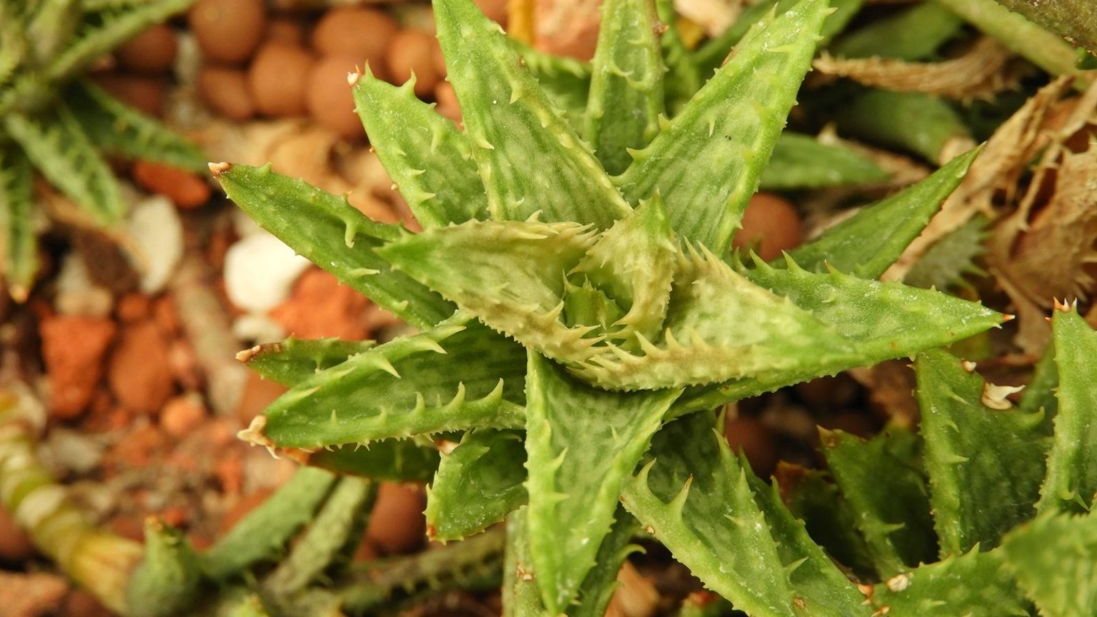 How to Plant, Grow, and Care for Faucaria Tuberculosa