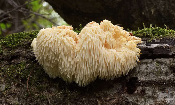 Growing Lion s Mane Mushrooms At Home Epic Gardening Growing Lion s Mane Mushrooms At Home Epic Gardening