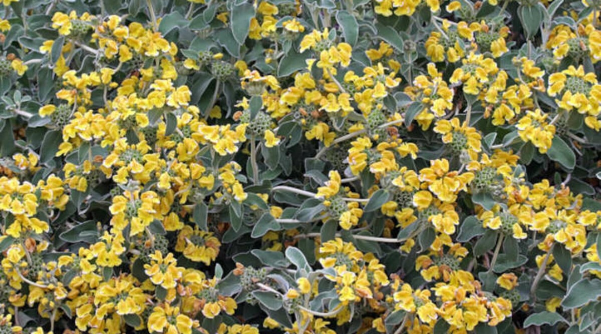 Jerusalem Sage: Growing Phlomis Fruticosa
