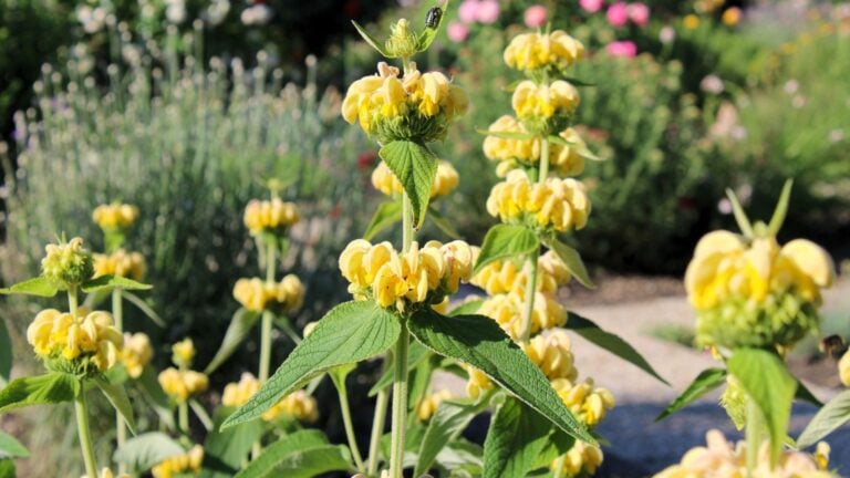 How to Plant, Grow, and Care for Jerusalem Sage