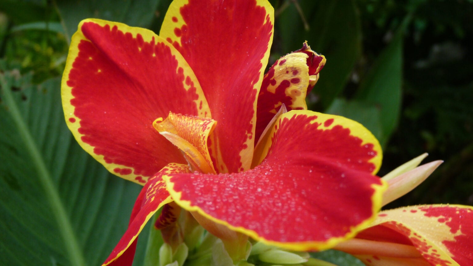 Canna Lily Varieties: 33 Different Types of Canna Lilies