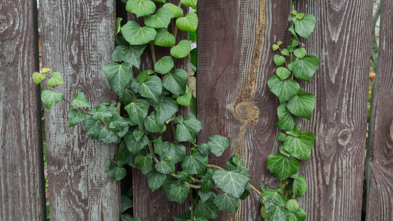 17 Types Of Ivy Plants You Should Know